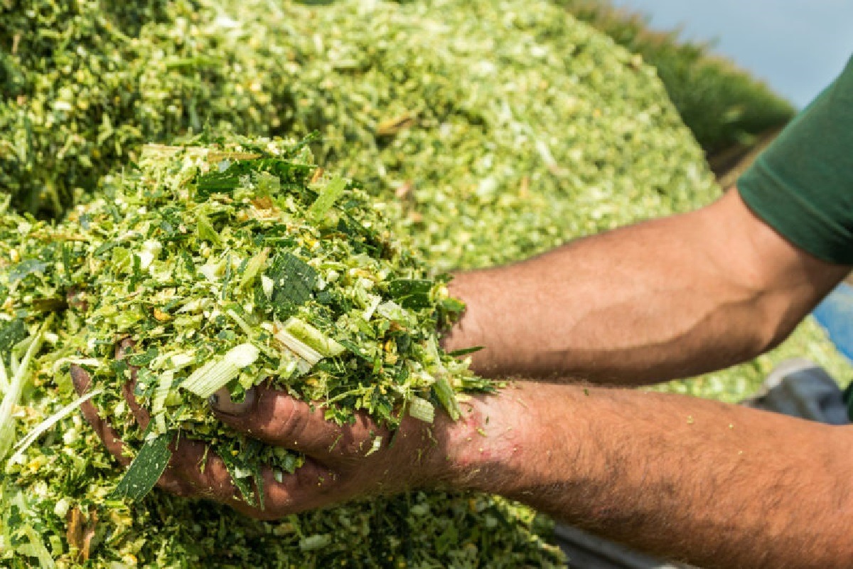 Silage Additive Market: Projected US$ 4,902.9 Million Industry by 2034 ...