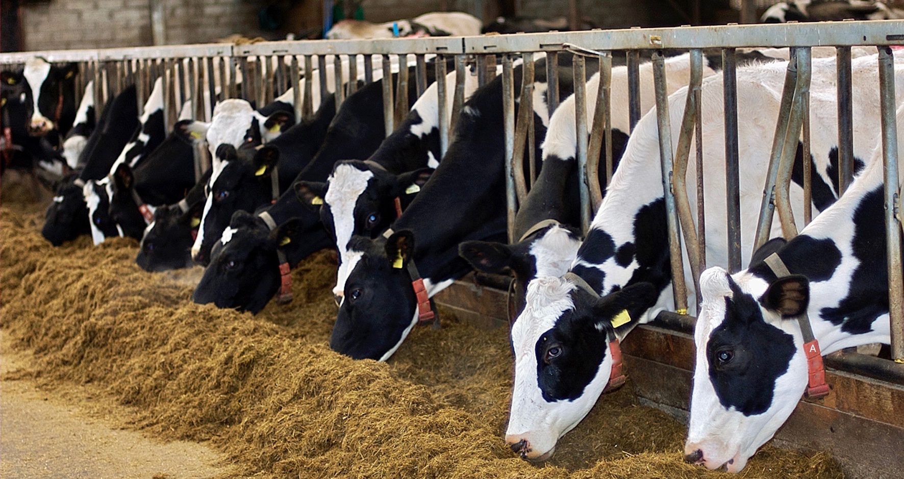 Cattle Feed Market Trends: A Deep Dive into Growth Drivers and Regional ...